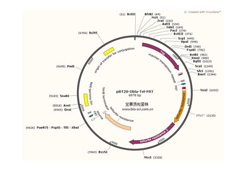 Pbt20 Dbla Tel Frt 广宿主转座子质粒 细菌广宿主载体 Bacateria Broad Range Host Vector