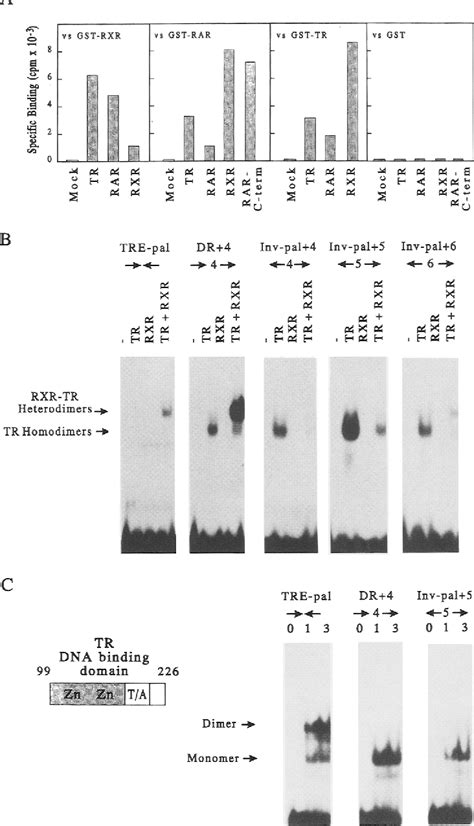 Figure 1 From Differential Orientations Of The Dna Binding Domain And