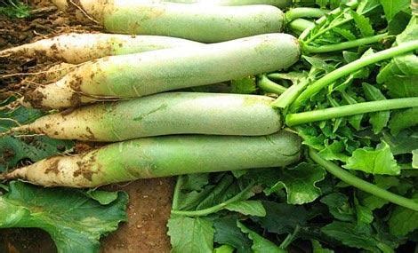烟台苹果莱阳梨不如潍坊的萝卜皮 搜狐大视野 搜狐新闻