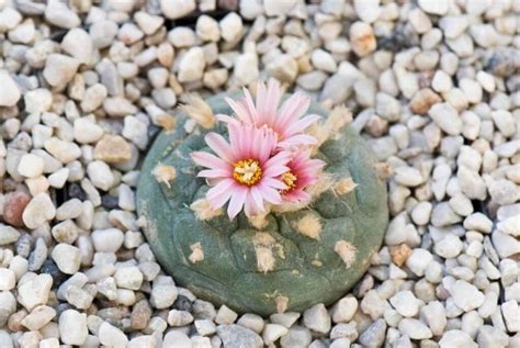 Peyote Cactus Lophophora Williamsii Traditional Use And Recent Research