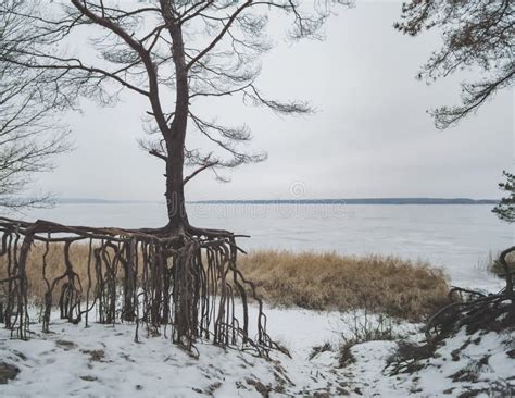 A Pine Tree With An Unusual Root System Above The Surface Of The Earth In Winter On The Lake