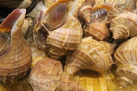 つぶ貝の旬や種類産地は食べ方や下処理の方法も解説PREZO プレゾ 北海道のお取り寄せグルメと産直通販