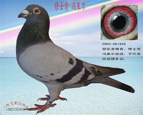 我家飞来一只应该是信鸽吧脚环上面写着中国92 宁夏 008749寻找鸽子主人脚环上的编码是什么意思哦
