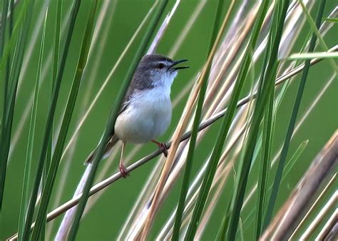 Prinia Photograph By Subhash Sapru Fine Art America