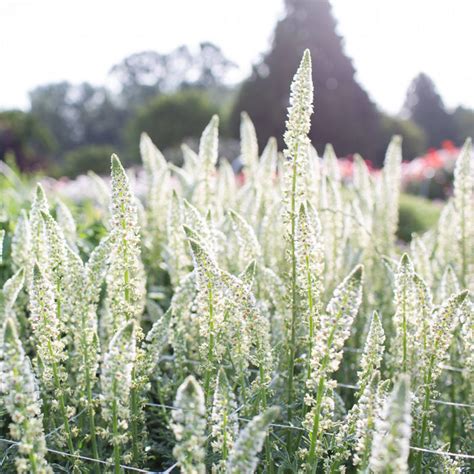 Mignonette Plant