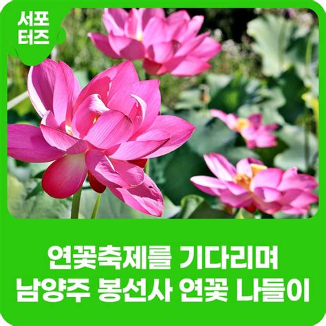 남양주 봉선사에 연꽃이 활짝 피었습니다 봉선사 연꽃축제 연기😭 네이버 블로그