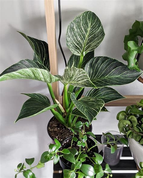 How To Care For Your Beautiful Philodendron Birkin