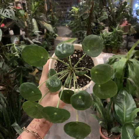 How To Grow Pilea Peperomioides Chinese Money Plant Thebaghstore