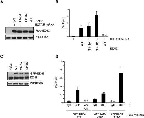 Phosphorylation Of The Prc2 Component Ezh2 Is Cell Cycle Regulated And