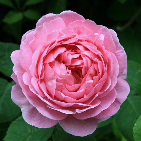 Buy Rose Constance Spry Climbing Or Shrub Rosa Constance Spry Delivery By Waitrose Garden