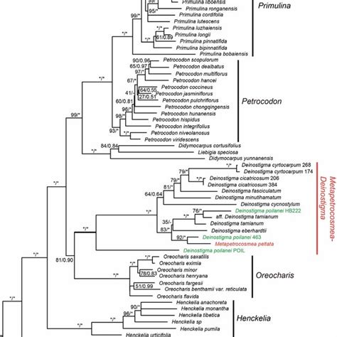 Maximum Likelihood ML Tree Inferred From Combined ITS And TrnL F Data