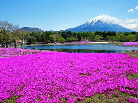 富士芝桜まつり