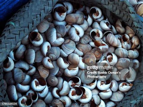 Tusk Shells Photos And Premium High Res Pictures Getty Images