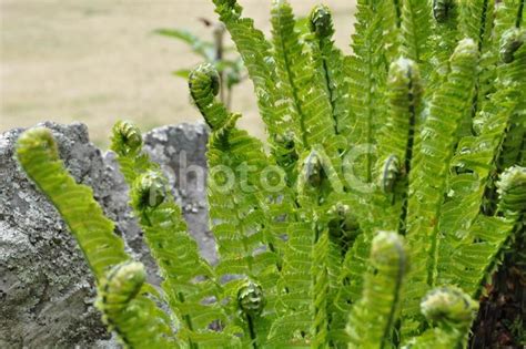 シダ植物 No 1329164写真素材なら写真AC無料フリーダウンロードOK