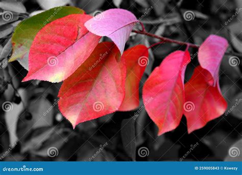 Brilliant Autumn Leaves Isolated On A Grayscale Background Stock Image