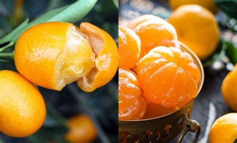 Manfaat Jeruk Kimkit Buah Yang Bisa Dimakan Dengan Kulitnya