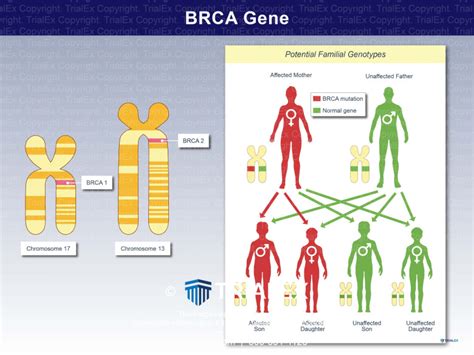 Brca Gene Trialquest Inc