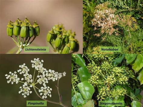 Factsheet Apiaceae