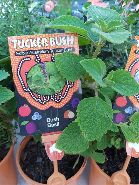Bush Tucker Native Australian Edible Varieties — Eumundi Roses