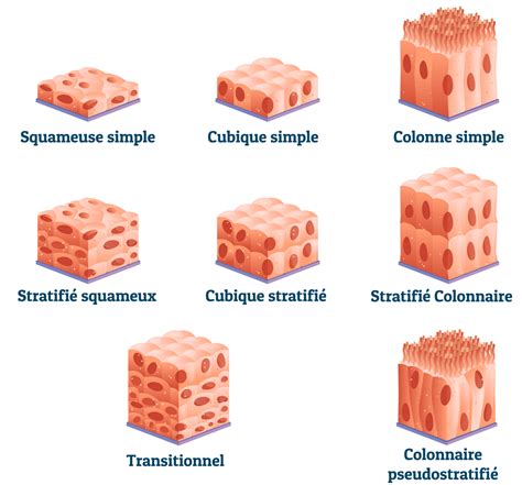 Les Cellules épithéliales Définitions Et Fonctions