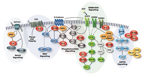 Solved What Signalling Pathways Can Cell Polarity Complex