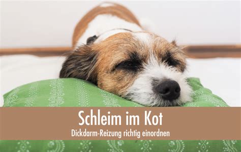 Schleim Im Kot Beim Hund Dickdarm Reizung Richtig Einordnen