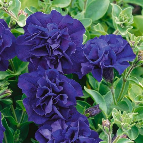 Petunia Tumbelina Belinda 1L | Petunias, Annual flowers, Planting flowers