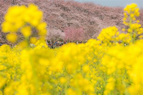 Yassu Yasuyasu41 Twitter