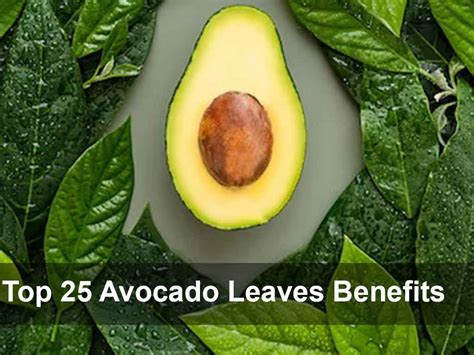 25 Avocado Leaves Benefits Unveiling Natures Green Treasures Cool Facts