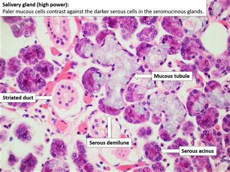 Salivary Gland Normal Histology Nus Pathweb Nus Pathweb