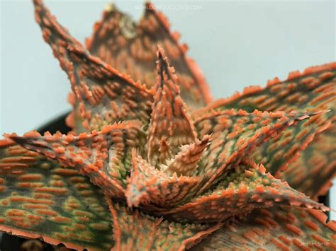 Aloe Firecracker World Of Succulents