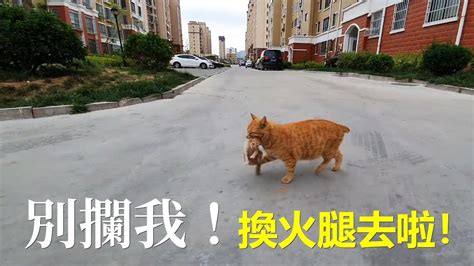 流浪貓媽媽叼着剛出生的小貓去商店換火腿腸吃 Youtube