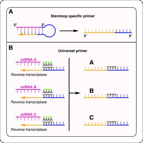 The Art Of MicroRNA Research Circulation Research