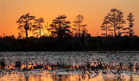 Okefenokee Swamp Sunset Tour William Wise Photography