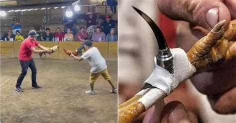 Un Gallo De Pelea Atacó A Navajazos A Su Dueño Y Terminó Gravemente
