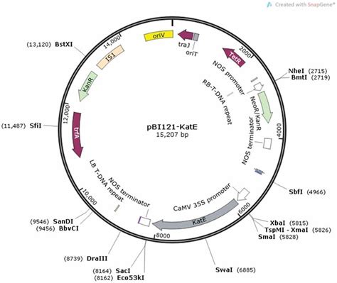 Schematic Illustration Of The Pbi121 Kate Constructed Binary Vector