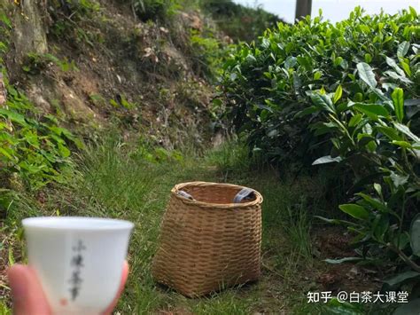 毫香、枣香、药香，花香，白茶当中的5种香气，你都知道吗？ 知乎
