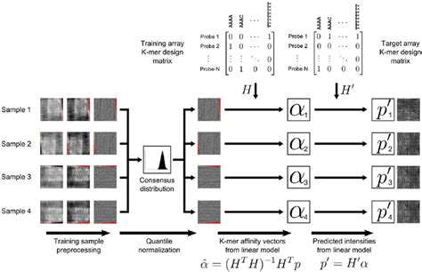 Overview Of The Full Binding Intensity Prediction Model Pbm Samples
