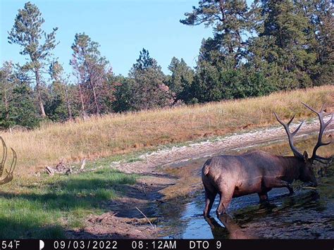 Wyoming Elk Hunts