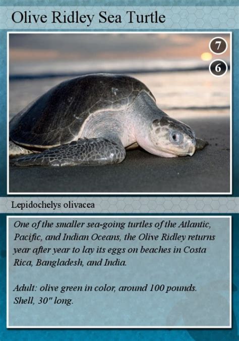 The Turtle With A Heart Shaped Shell While Not As Iwild