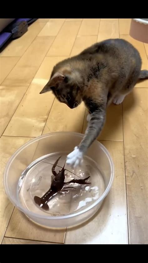 Funny Cats And Dogs One News Page Video