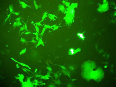 Nepa21 Primary Mef Mouse Embryonic Fibroblasts Transfection