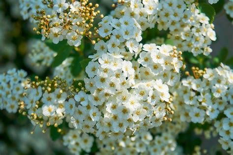 La spirée spiraea culture entretien prix Guide complet