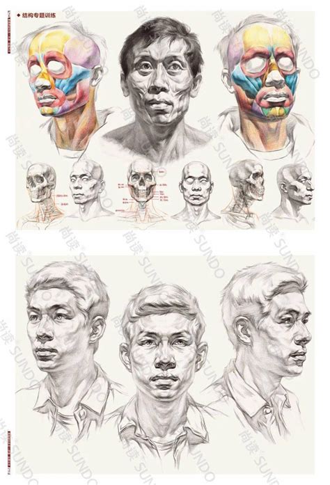 Pin By Pornchai Chu On หัดวาดหน้าคน Portrait Drawing Human Anatomy
