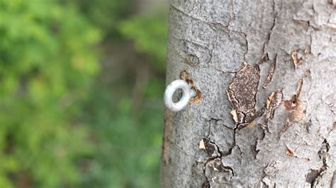 Tree Cabling Hardware Eye Bolt With Nut Plp