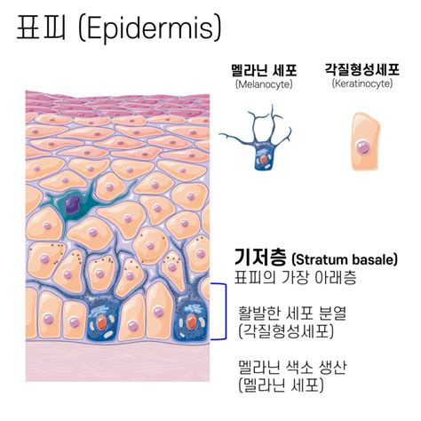 피부의 구조 Structure Of Skin 표피 진피 피하층 3개의 층 의학당