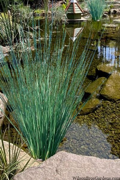 Buy Blue Arrows Rush Free Shipping Wilson Bros Gardens 5 Pack Of