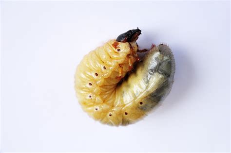 Japanese Beetle Grub How To Successfully Get Rid Of And Prevent