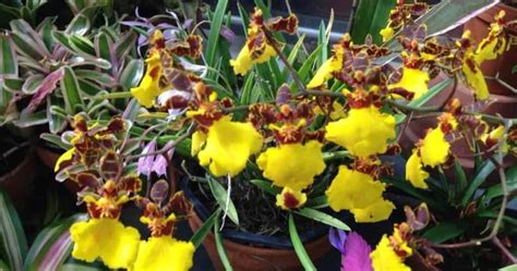 From Ceramic To Plastic How To Choose The Best Pot For Your Orchids