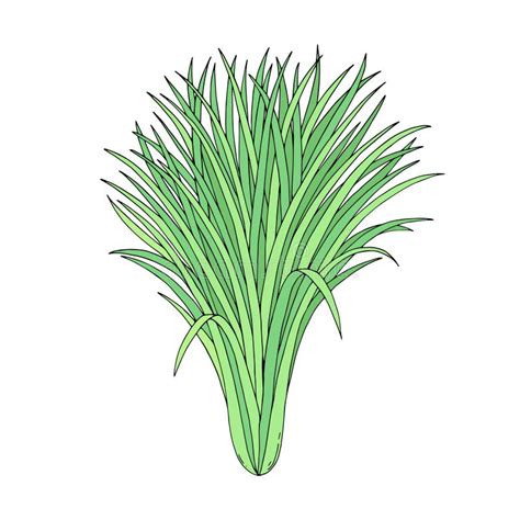 Lemongrass Plant Hand Drawn Vector Sketch Stock Vector Illustration
